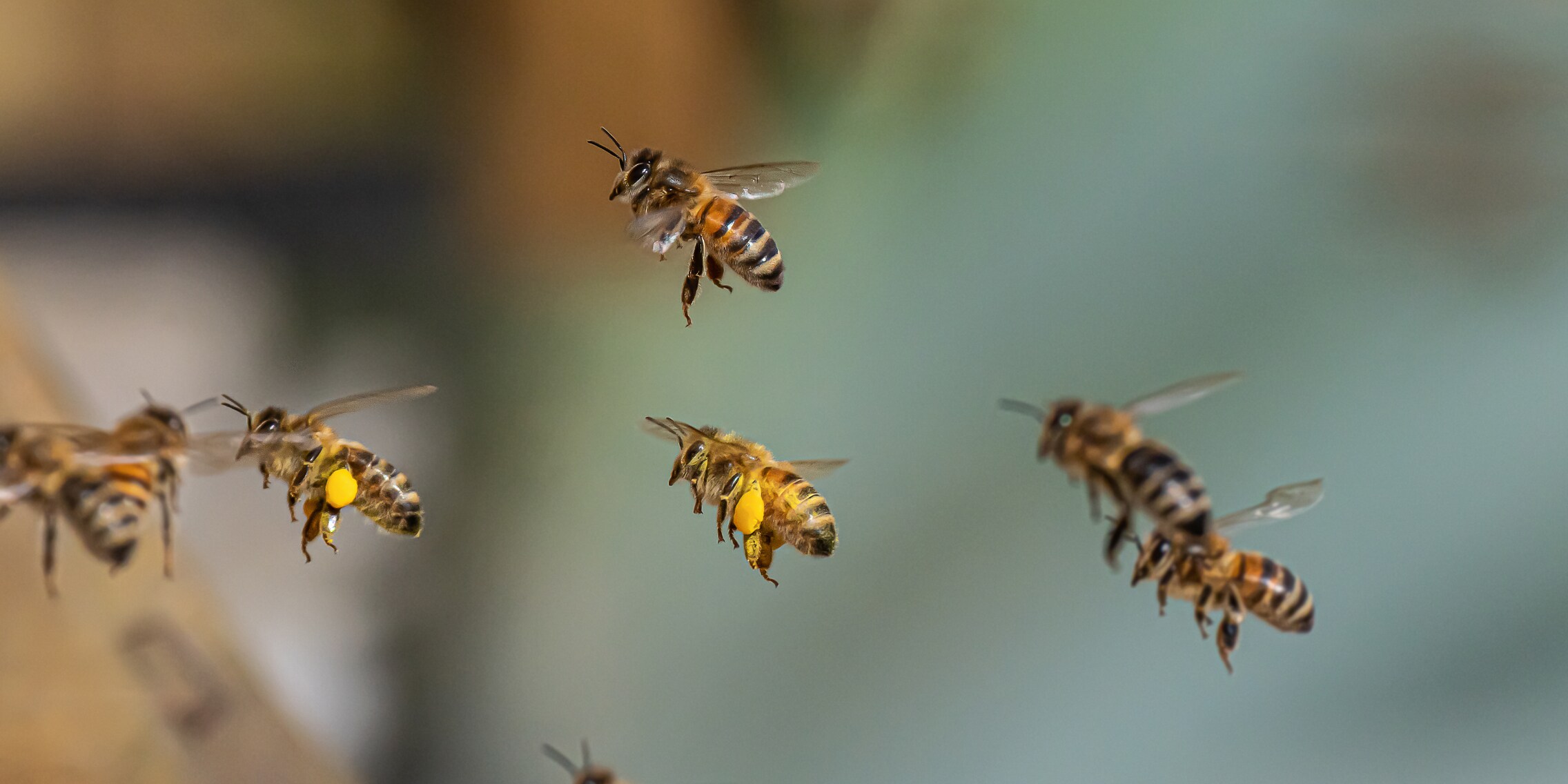 Wie können fliegende Insekten oben und unten unterscheiden? - digitec