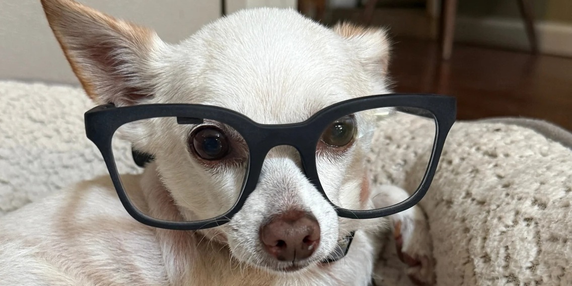 Smart but inconspicuous: what the new Halo AI glasses can do - Digitec