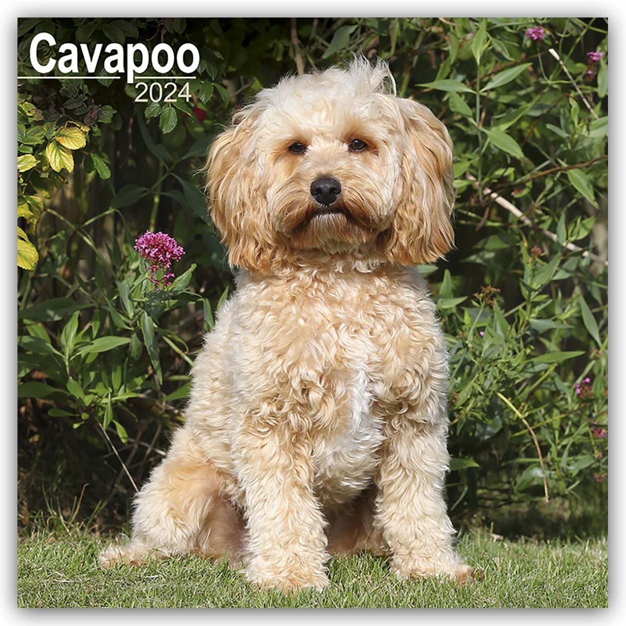 Cavapoo - Cavoodle 2024 - 16 month calendar (German) - buy at Digitec