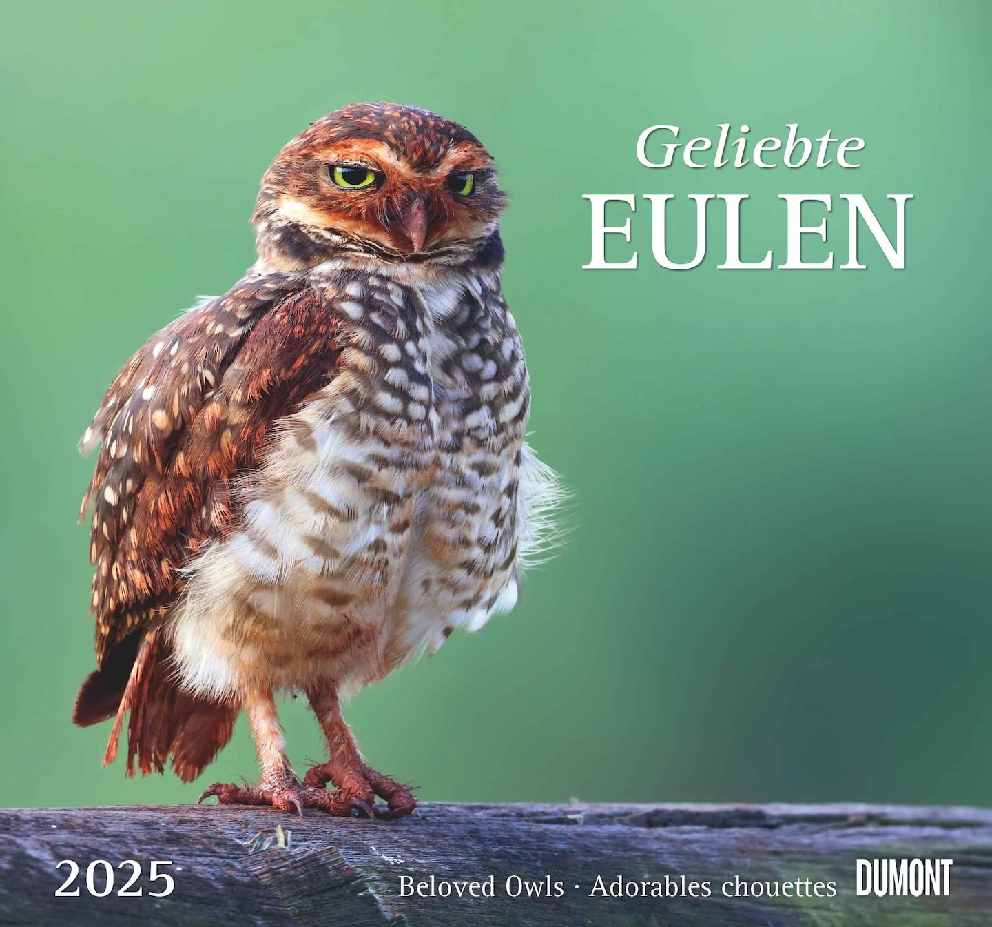 Beloved Owls 2025 - Wall Calendar - with the most important public ...