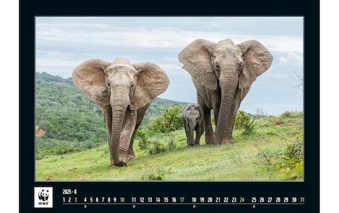 WWF Wildlife 2025 (German, French, Italian, English) - buy at digitec